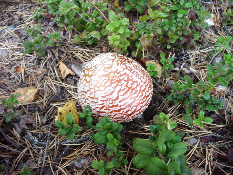 Sinisen kirjan marginaali: syyskuu 12